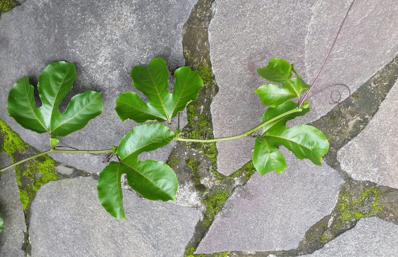Several Pieces of Passion Fruit Leaves with Unique Stems Vine on the ...