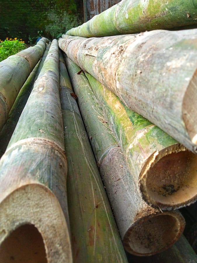 Several Piles of Bamboo Tree Trunks that Have Many Benefits in the ...