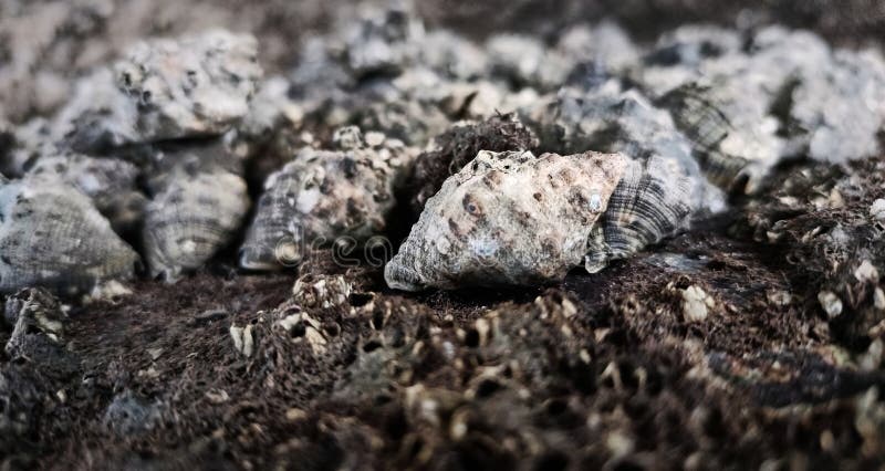 Several Piles of Shells on the Rock Stock Image - Image of tree, piles ...