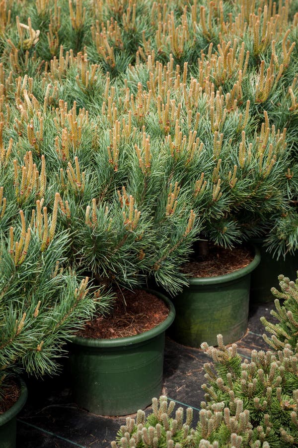 Several Pots of Small Pine Trees on Tree Nursery Farm Stock Photo ...