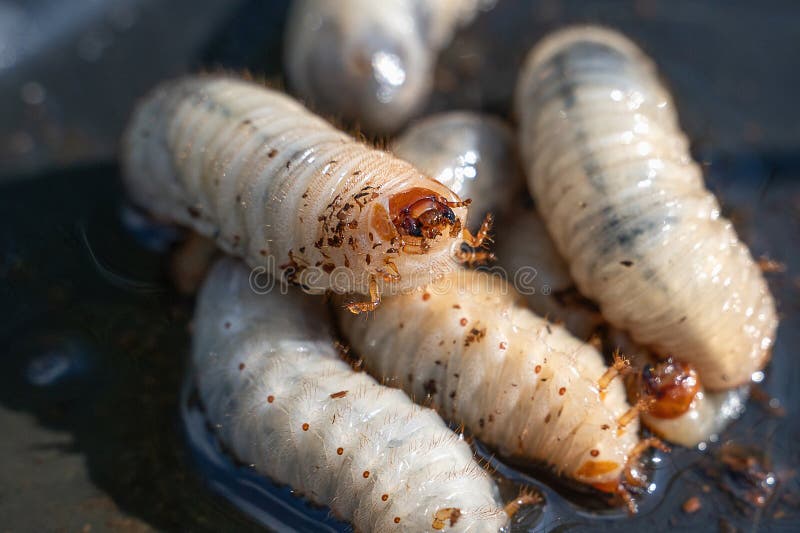 Larvae of the May Beetle Melolontha Melolontha, Surfaces that Emphasise ...