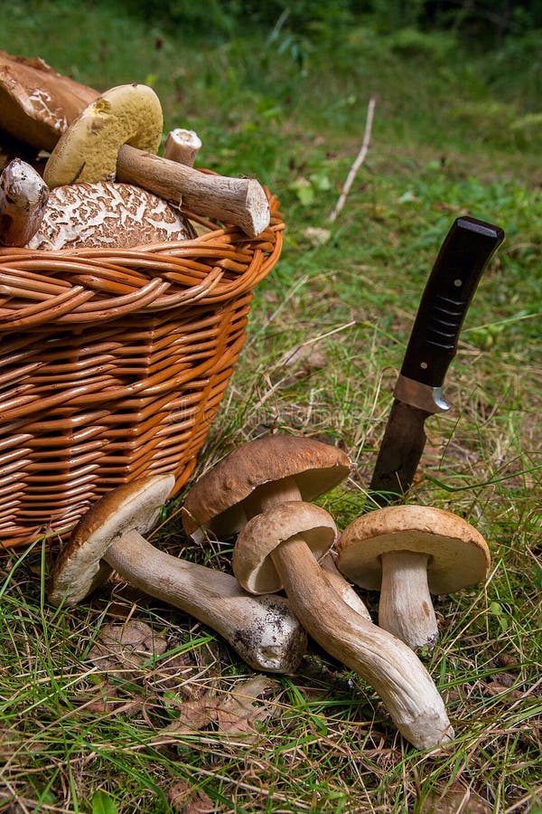 Several Porcini Mushrooms Boletus Edulis, Cep, Penny Bun, Porci Stock ... Several Porcini Mushrooms Boletus Edulis, Cep, Penny Bun, Porci Stock ...