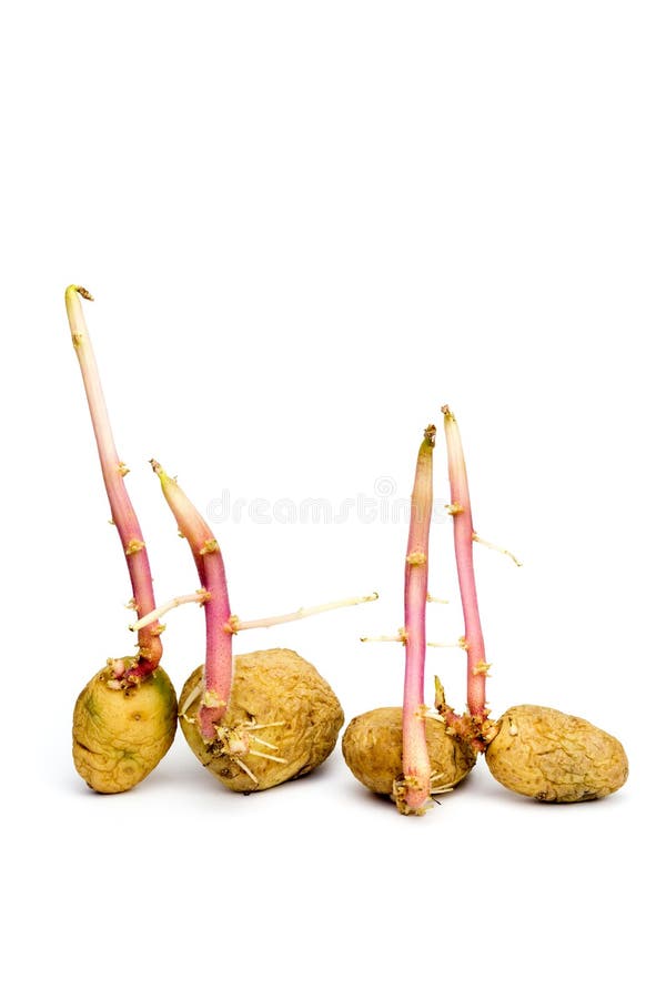 Potato Standing Upright Stock Photos - Free & Royalty-Free Stock Photos ...
