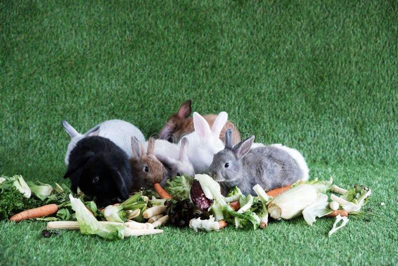 Several Rabbits on the Green Grass Along with Eating Fruits and ...