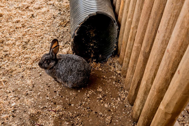 175 Rabbit Wood Log Stock Photos - Free & Royalty-Free Stock Photos ...