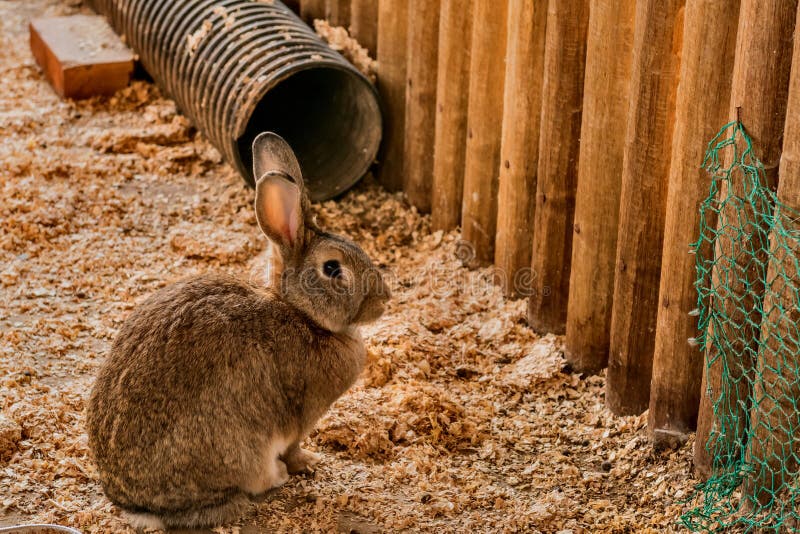 175 Rabbit Wood Log Stock Photos - Free & Royalty-Free Stock Photos ...