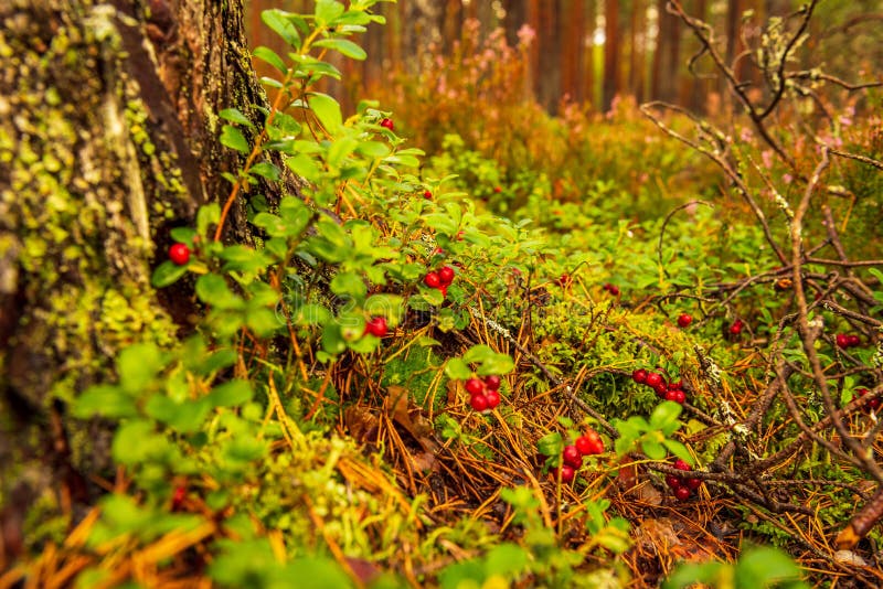 Several Red Cranberries on a Tree Stock Image - Image of cranberries ...