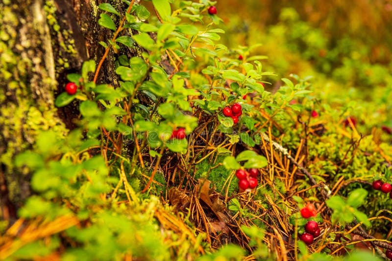 Several Red Cranberries on a Tree Stock Photo - Image of color, fruit ...
