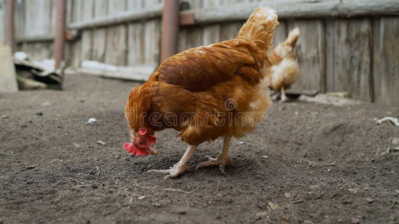Several Red Farm Chicken Walk in Yard the Countryside. Brown Chickens ...