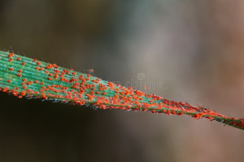 Several Red Spider Mites Sit in a Spider Web Stock Image - Image of ...