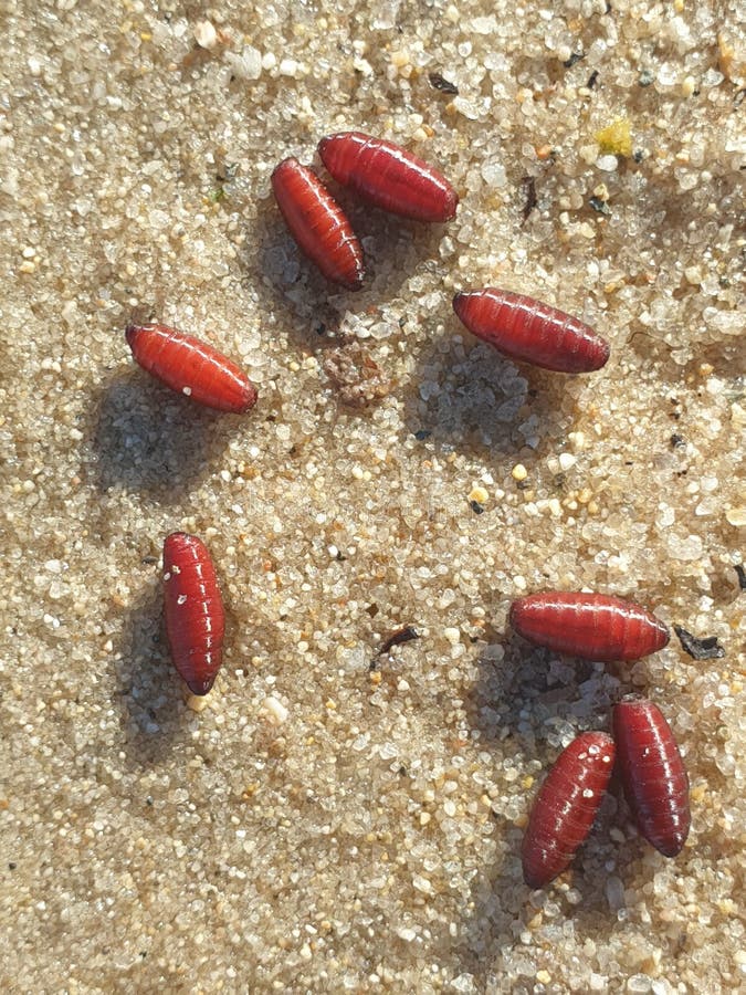 399 Pupa Worms Stock Photos - Free & Royalty-Free Stock Photos from ...