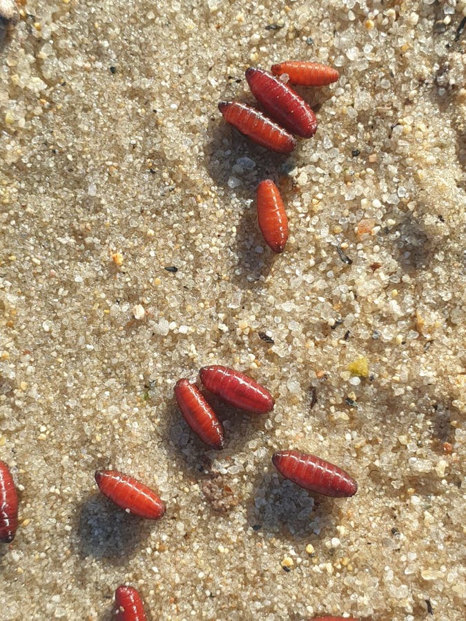 399 Pupa Worms Stock Photos - Free & Royalty-Free Stock Photos from ...