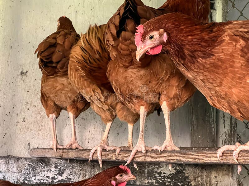 Several Red, Young Laying Hens on a Roost in the Hen House Stock Image ...