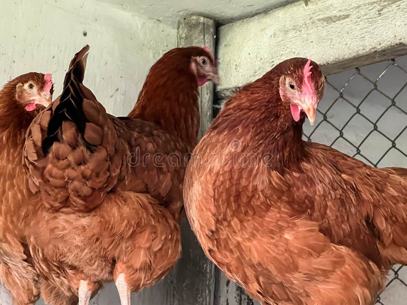 Several Red, Young Laying Hens on a Roost in the Hen House Stock Photo ...