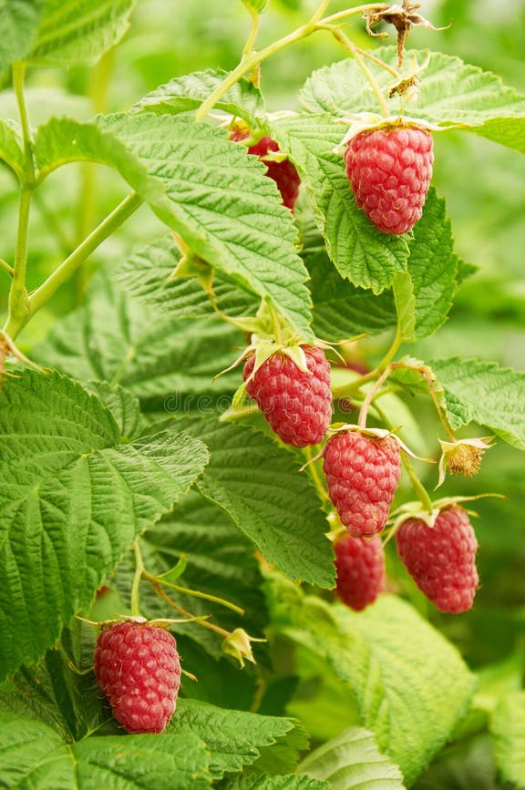 Several Ripe Red Raspberries Growing Stock Photo - Image of raspberries ...