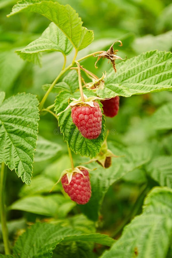 Several Ripe Red Raspberries Growing Stock Photo - Image of healthy ...