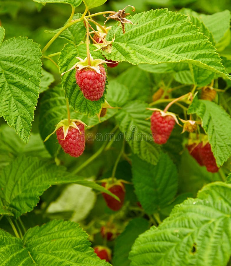 Several Ripe Red Raspberries Growing Stock Photo - Image of fruit ...