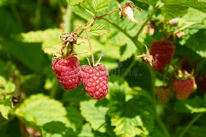 Several Ripe Red Raspberries Growing Stock Image - Image of sweet ...