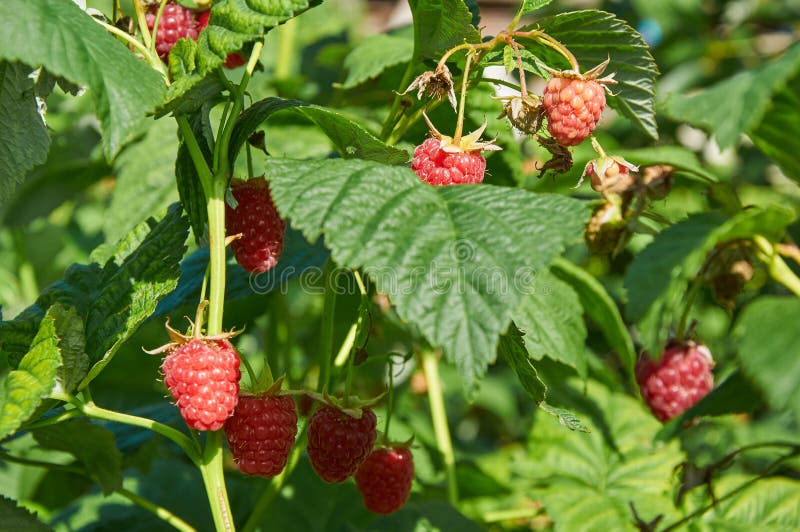 Several Ripe Red Raspberries Growing on the Bush Stock Photo - Image of ...