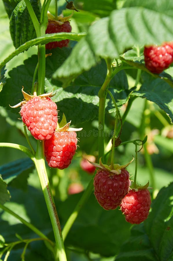 Several Ripe Red Raspberries Growing on the Bush Stock Image - Image of ...