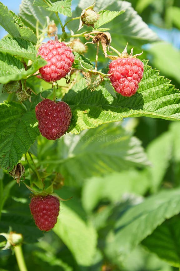 Several Ripe Red Raspberries Growing on the Bush Stock Photo - Image of ...