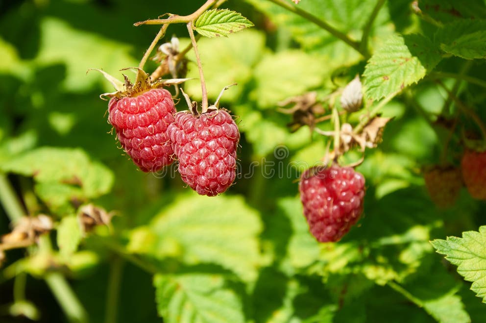 Several Ripe Red Raspberries Growing on the Bush Stock Photo - Image of ...