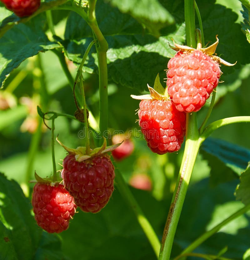 Several Ripe Red Raspberries Growing on the Bush Stock Photo - Image of ...