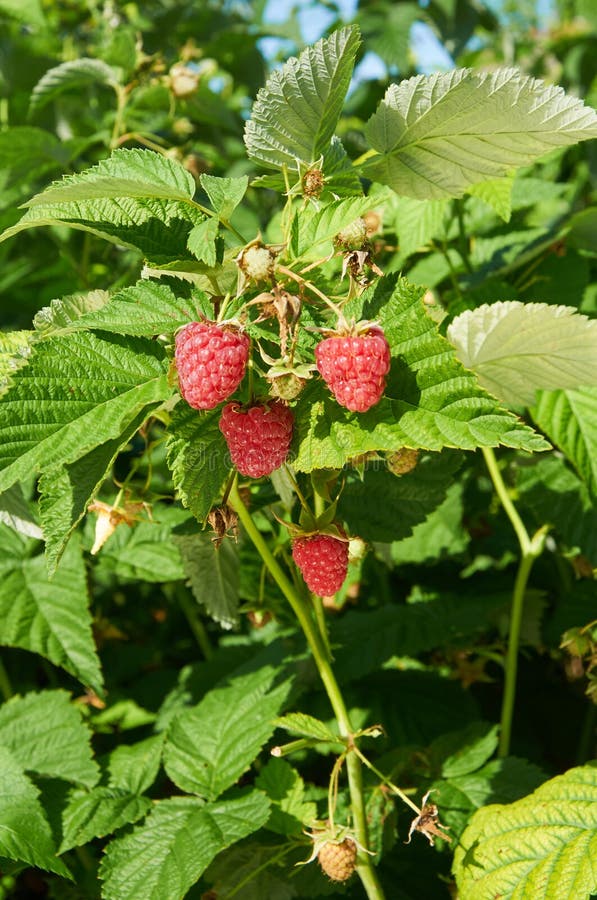 Several Ripe Red Raspberries Growing on the Bush Stock Photo - Image of ...