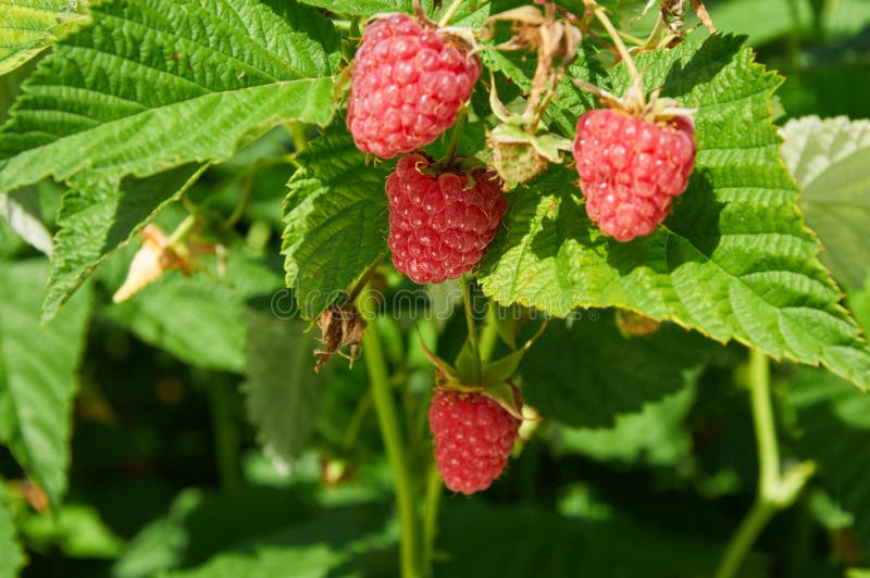 Several Ripe Red Raspberries Growing on the Bush Stock Image - Image of ...