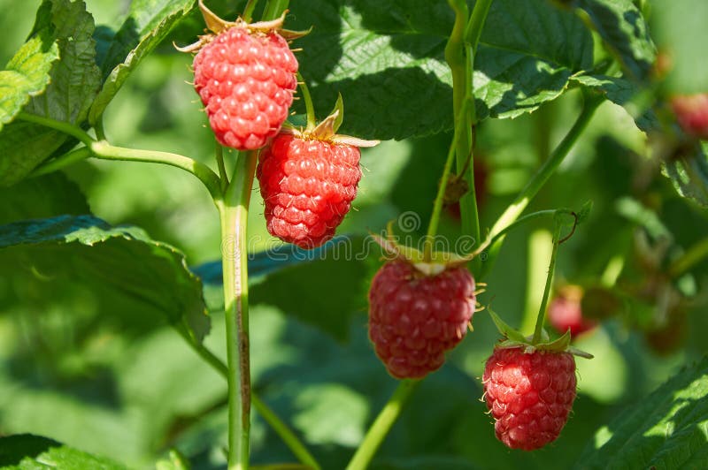 Several Ripe Red Raspberries Growing On The Bush Stock Image Image Of