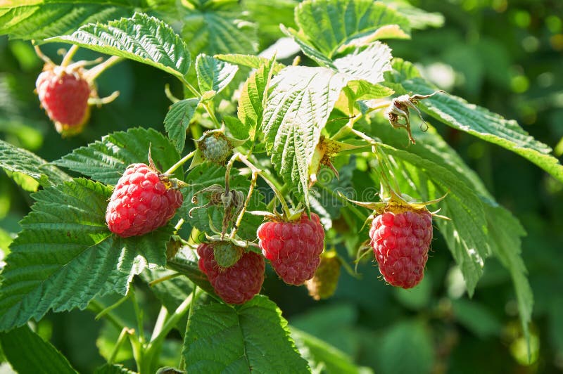 Several Ripe Red Raspberries Growing on the Bush Stock Photo - Image of ...