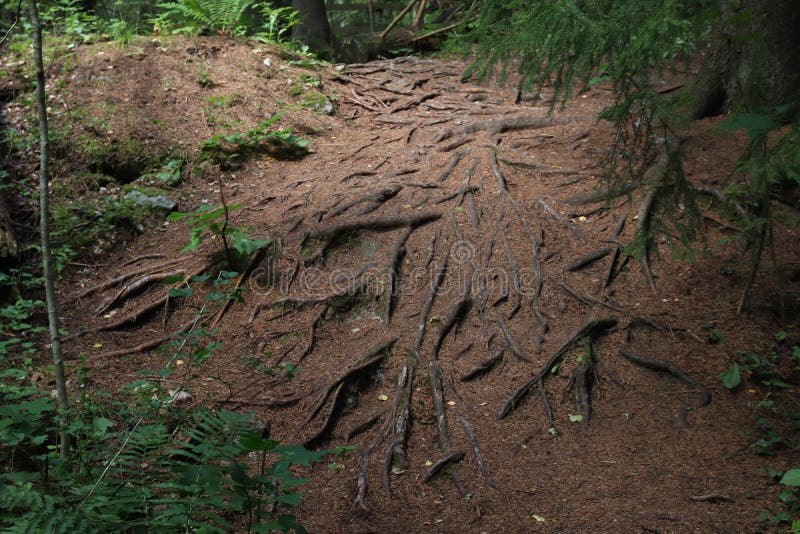 Several Roots in a Walking Trail Stock Image - Image of organic, sipoo ...