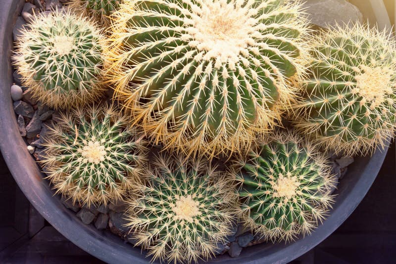Several Round Large Cacti in a Pot, Top View Stock Photo - Image of ...