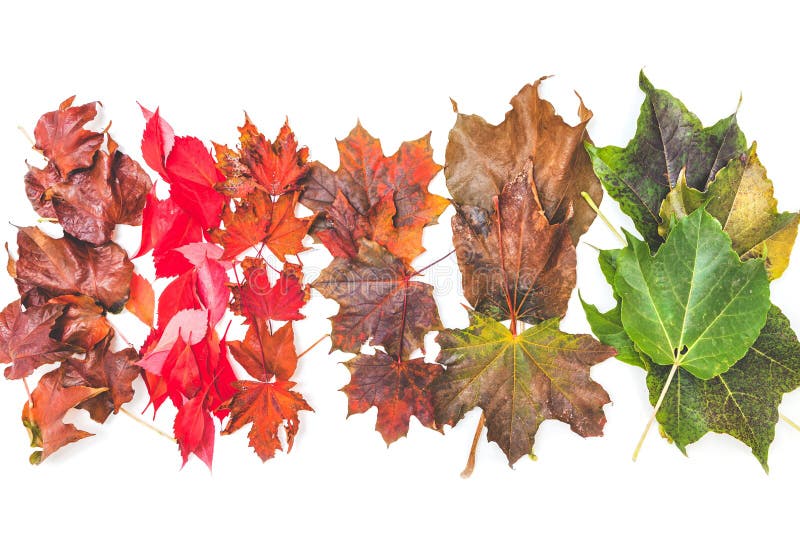 Several Rows of Trees Fallen Leaves on White Background Stock Photo ...