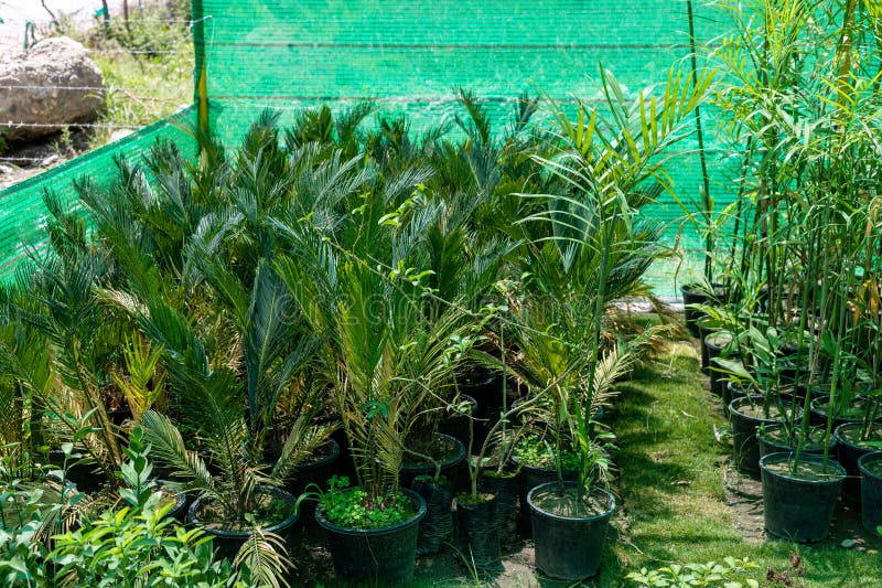 Several Sago Palms Growing in Plant Nursery Stock Photo - Image of sago ...