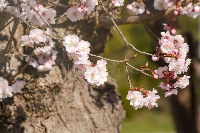Several Sakura Flowers on a Background of Tree Bark Stock Photo - Image ...