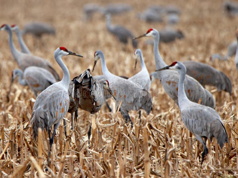 Several Sandhill Cranes Standing in a Corn Field Stock Photo - Image of ...