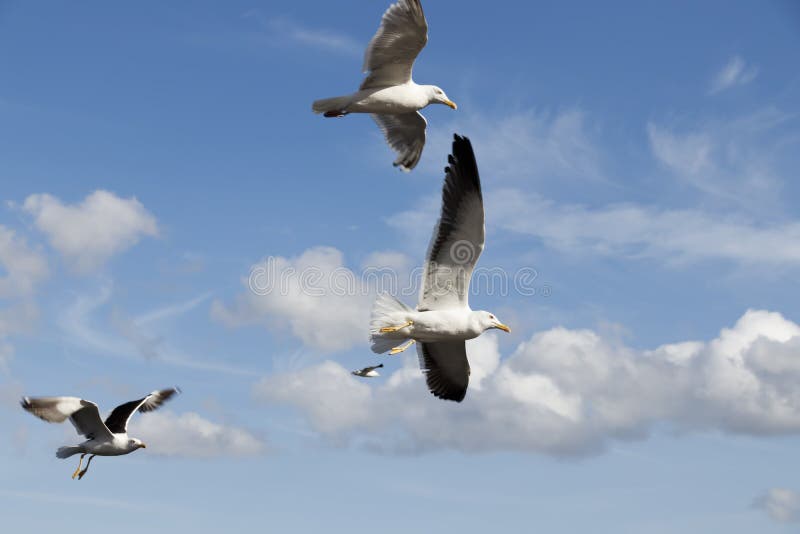 Several Sea Gulls in Flight Stock Image - Image of fauna, gull: 99157133