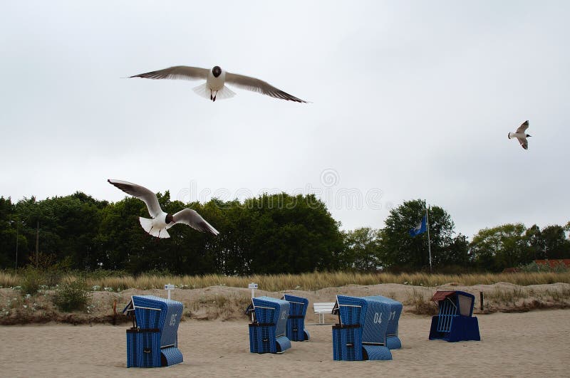 Several Seagulls Flying Over the Beach Chairs Stock Photo - Image of ...