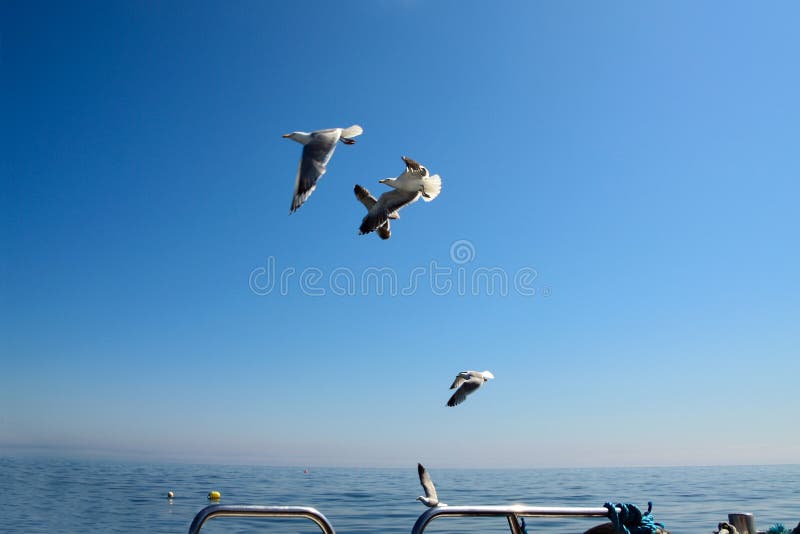 A Flock of Seagulls Flies Over the Sea Waves and Follows the Ship ...