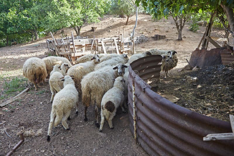 Several Sheep Grazing on a Vineyard Stock Photo - Image of grass ...