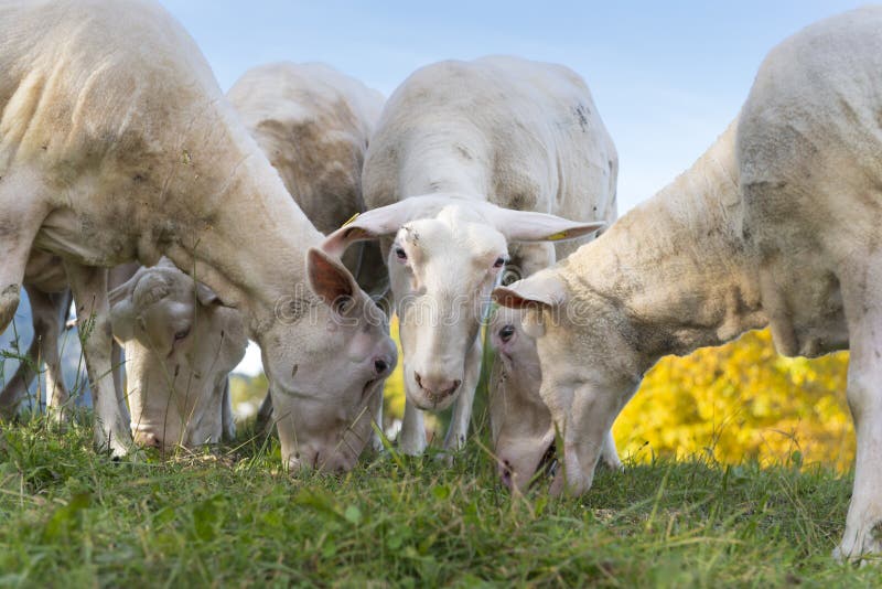 Several Sheep Graze with Closeup Head Stock Image - Image of green ...
