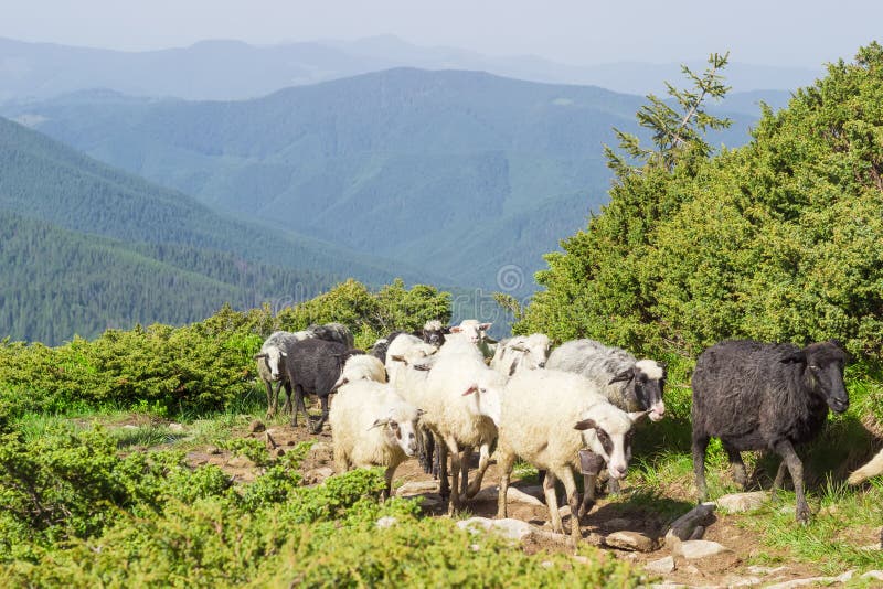 Several Sheep on the Mountain Trail Against the Mountain Ridges Stock ...