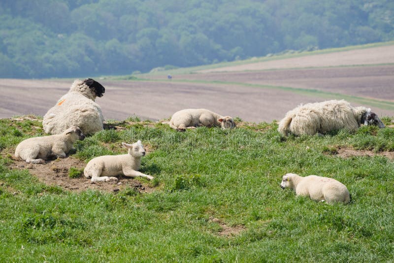 Several Sheep Resting in a Sunny Spot Stock Photo - Image of aries ...
