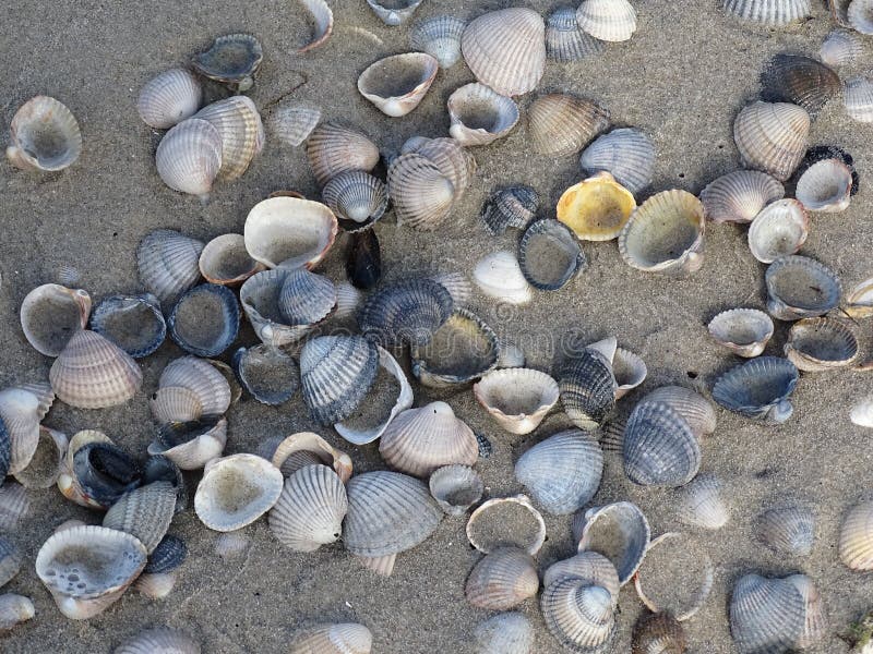 Several Shells on the Beach at the North Sea, Texel Netherlands Stock ...