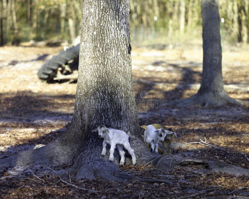 Several Small Baby Goats Playing Together Stock Image - Image of ...
