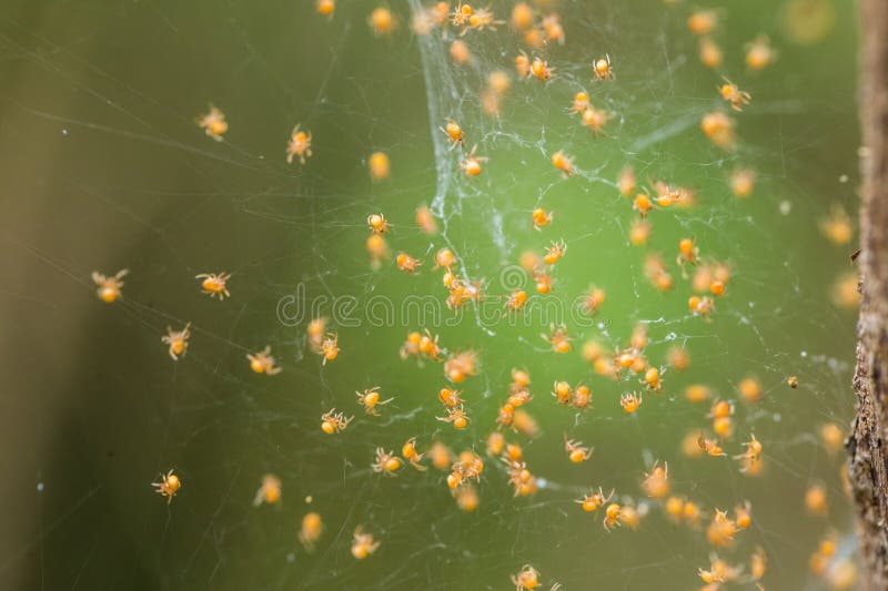 Several Small Baby Spiders Gathered Together in the Mother Spider S Web ...