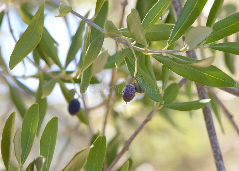 Several Small Canino Olives Growing on the Tree Stock Photo - Image of ...
