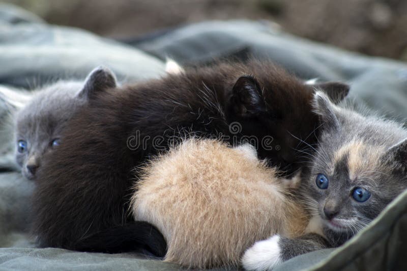 Several Small Cats with Different Coloring Wool Stock Photo - Image of ...