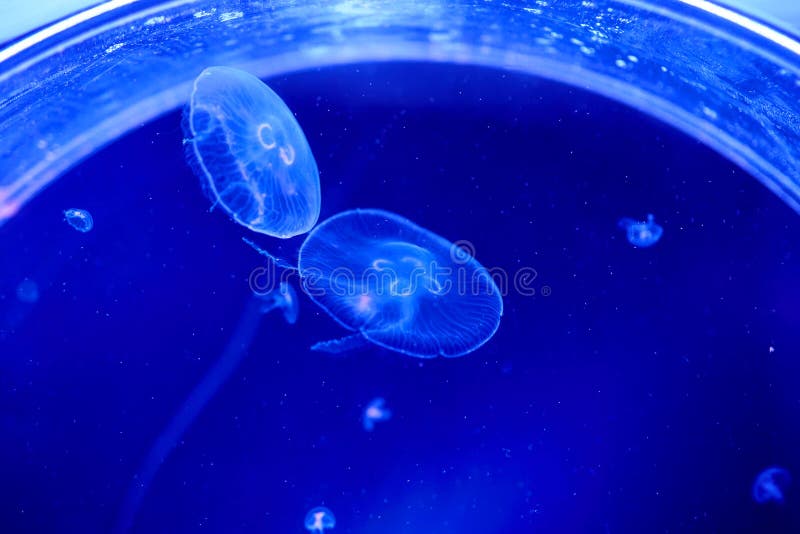 Several Small Jellyfish in an Instrument Container Under a Microscope ...